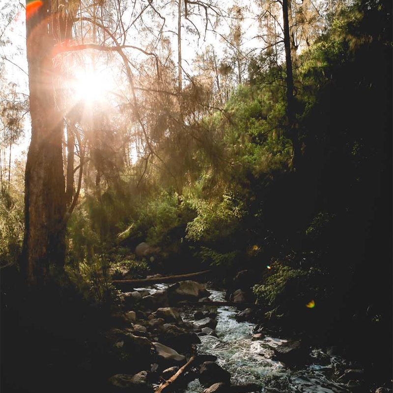 Portofolio Landscape - Osing Studio
