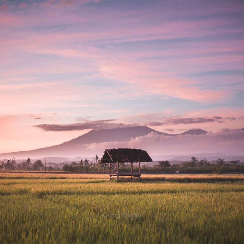 Portofolio Landscape - Osing Studio